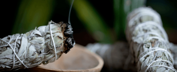 La Sauge Blanche et ses Extraordinaires Vertus et Propriétés | Vibratis