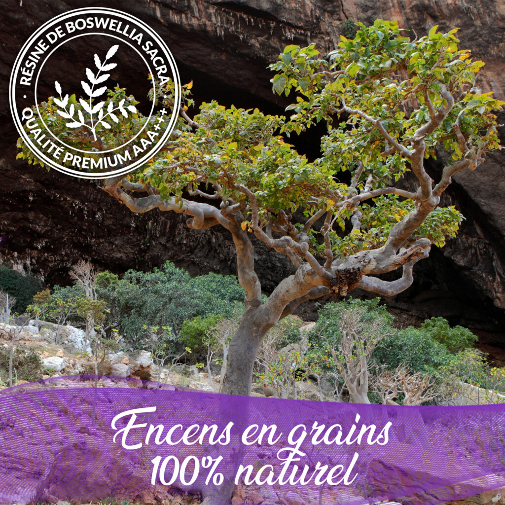 Encens Oliban en Grains | 100% Naturel Boswellia Carterrii