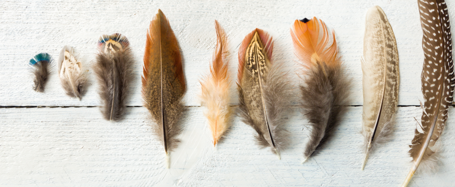 Significations et Symbolismes des Plumes