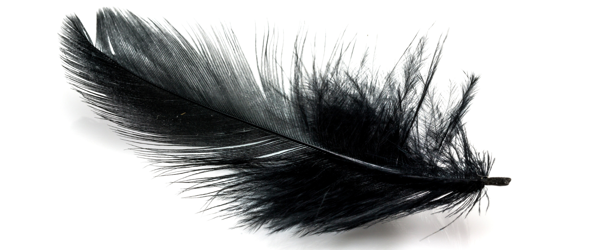 La Plume Noire : Symbolismes et Significations