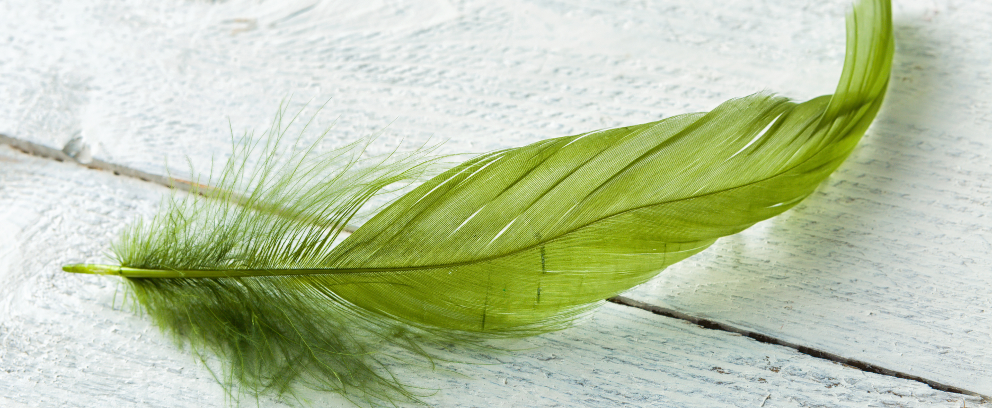La Plume Verte : Symbolismes et Significations